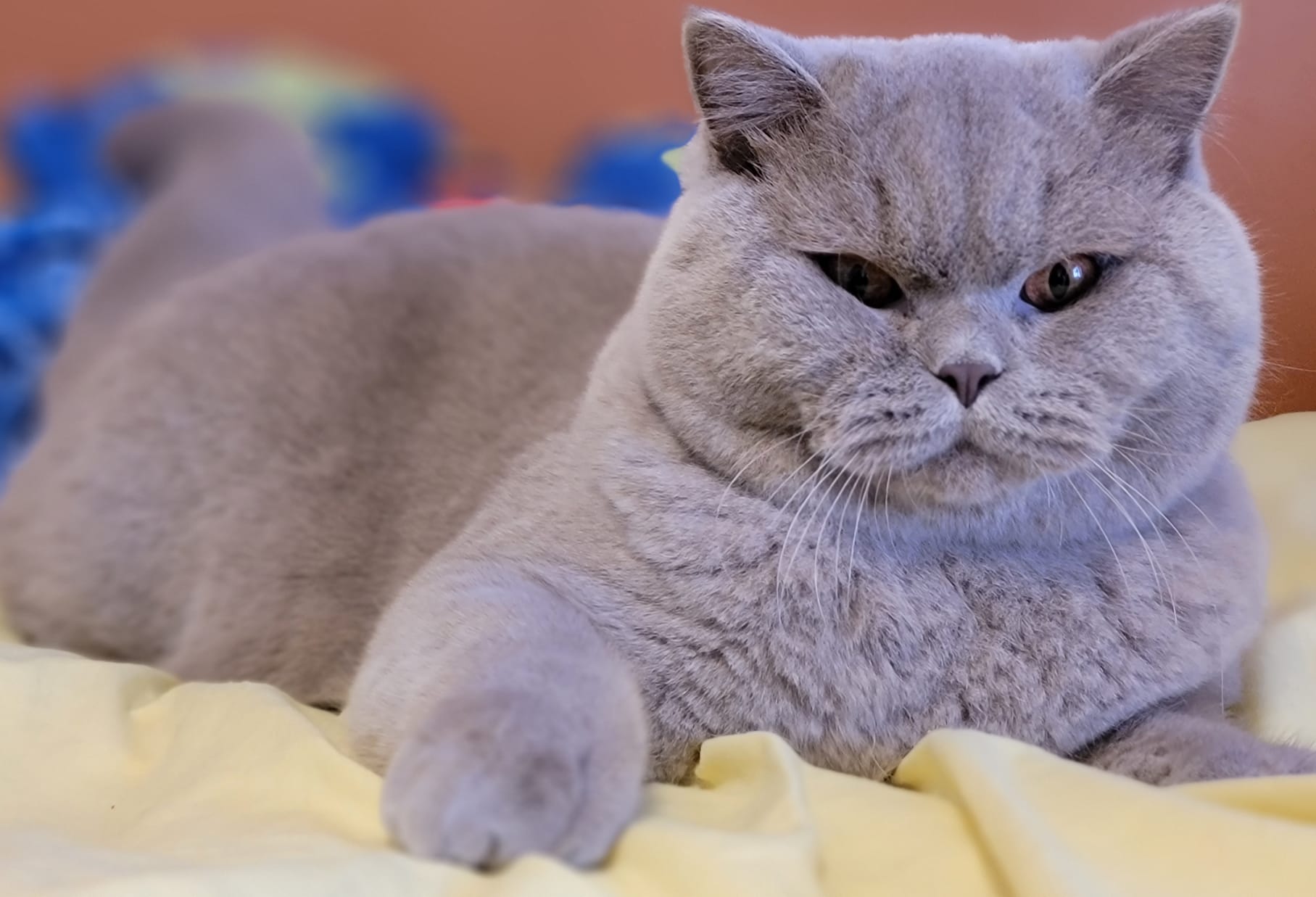 Kings – British Crown Cattery