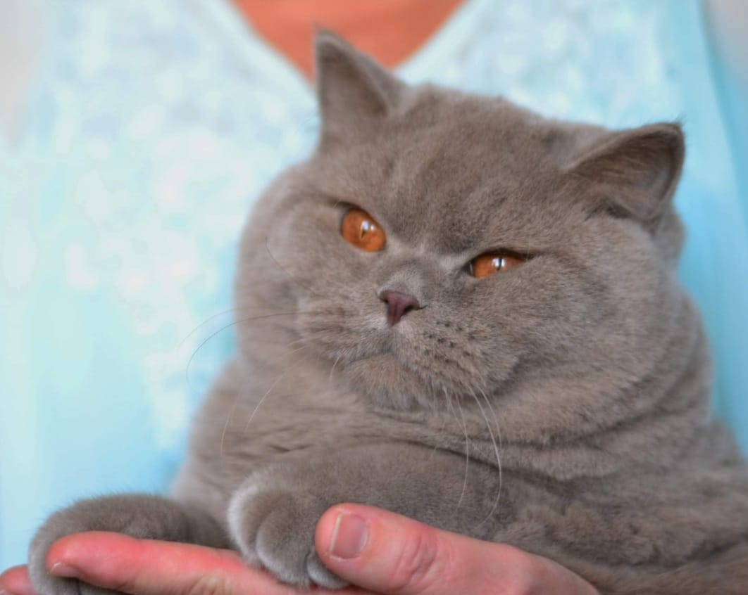 Kings – British Crown Cattery