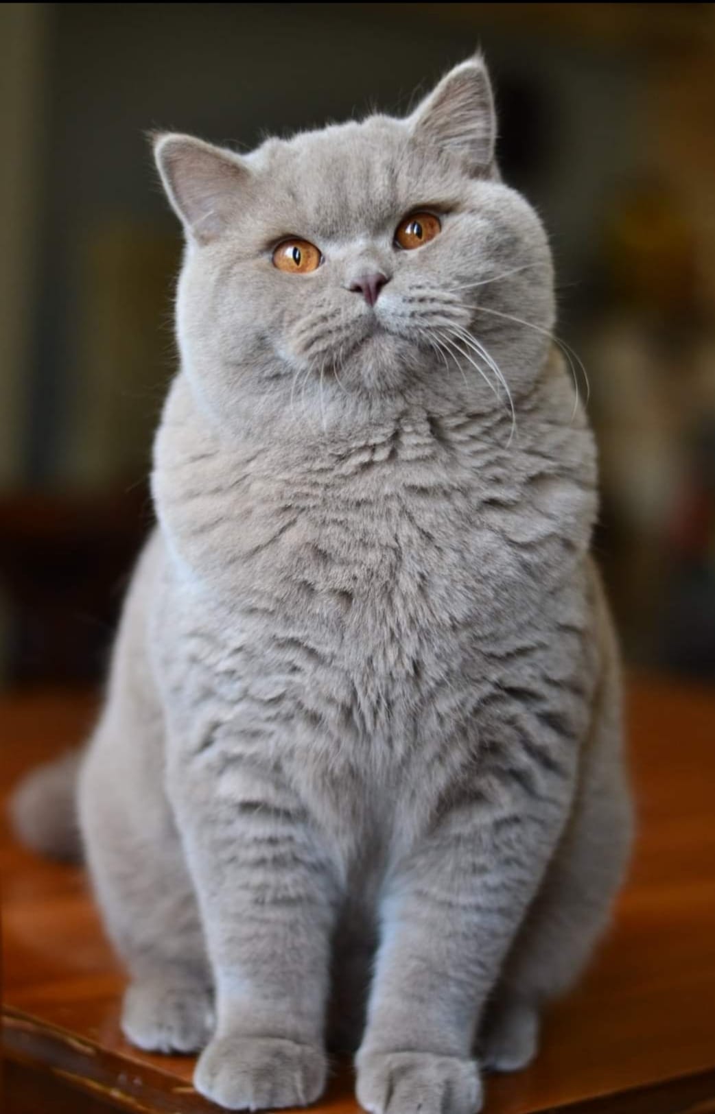 Kings – British Crown Cattery