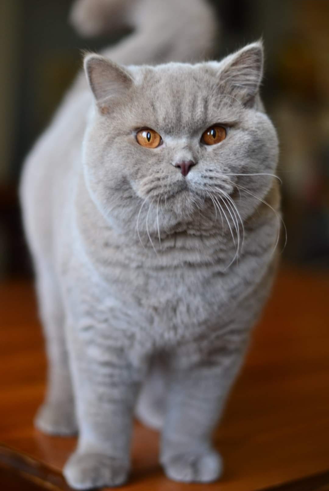 Kings – British Crown Cattery